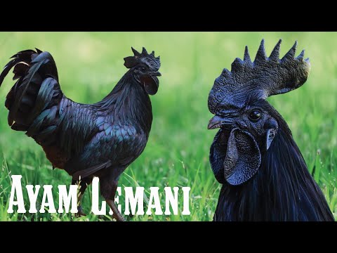 Ayam Cemani: all about the all-black chicken