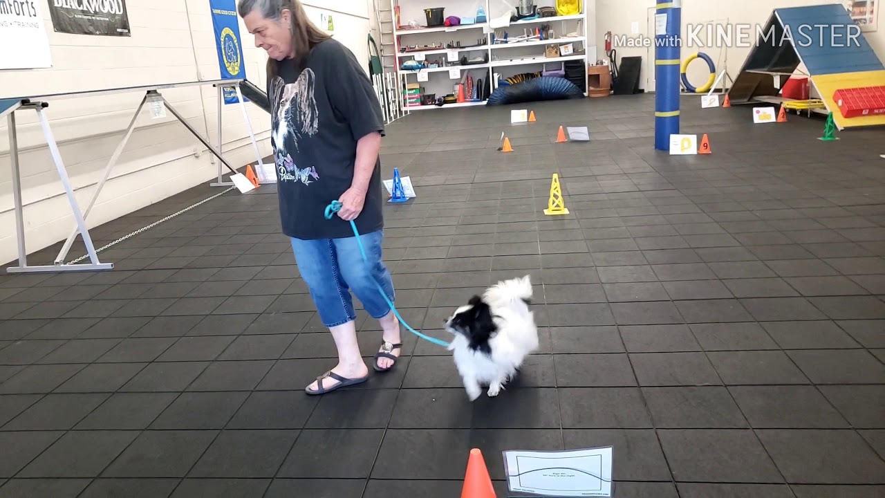 AKC Novice Rally Virtual Entry RNV4 - YouTube