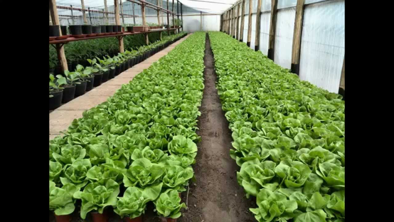 Sfaturi pentru contructia unui solar de legume - YouTube