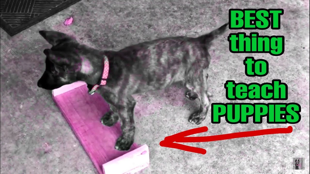 Puppy Training made easy. Fastest way to train puppies solid obedience ...