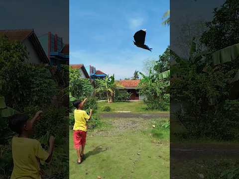 Bocil SD bikin layangan sikepok 😱 #layangan #sikepok #musimlayangan2025