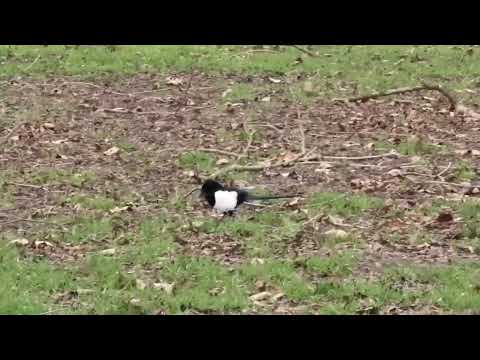 a pair of Magpies #magpies #crows #rspb #birdlovers #birdphotography # ...