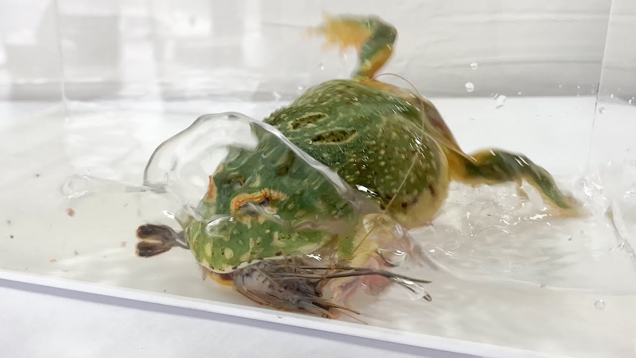 How to eat shrimp【pacman frog】 - YouTube