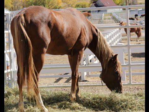 Road to Recovery: Harmony Equine Center - YouTube