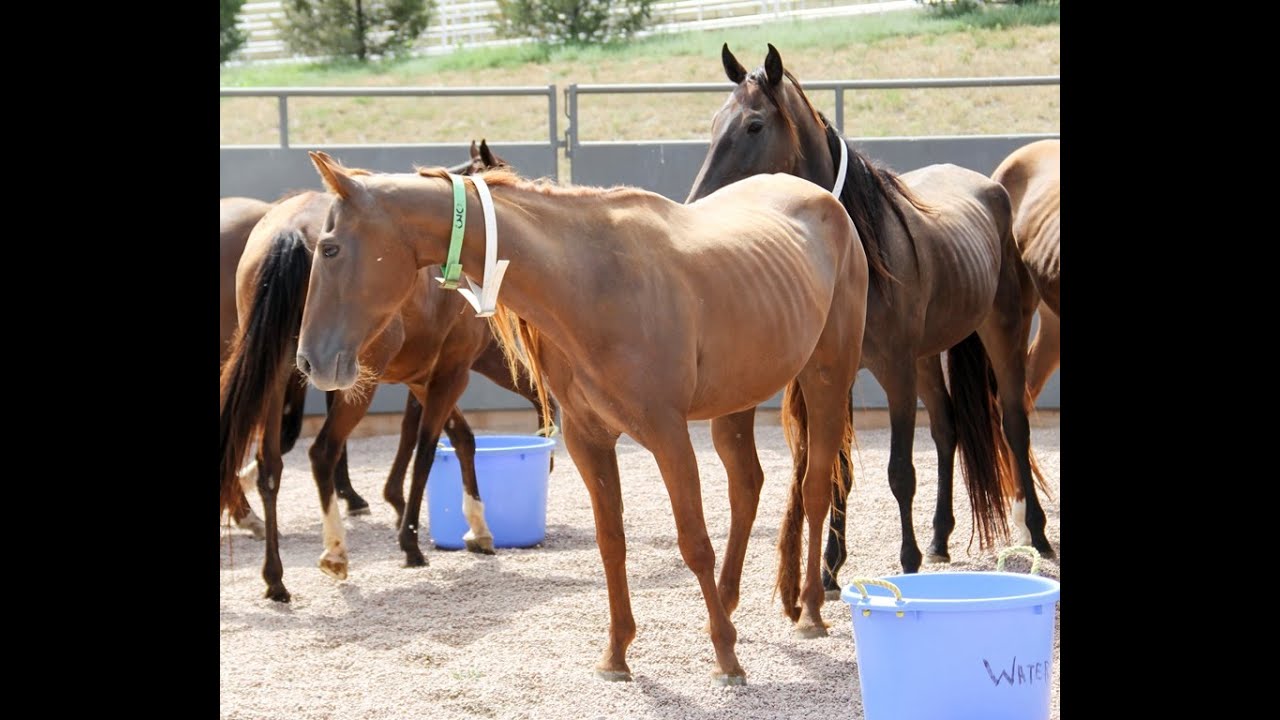 Road to Recovery: Harmony Equine Center - YouTube