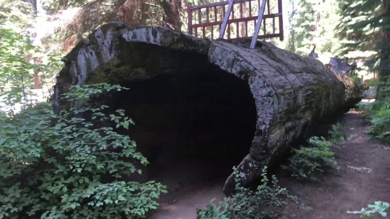 EXPLORING BALCH PARK IN SEQUOIAS - YouTube