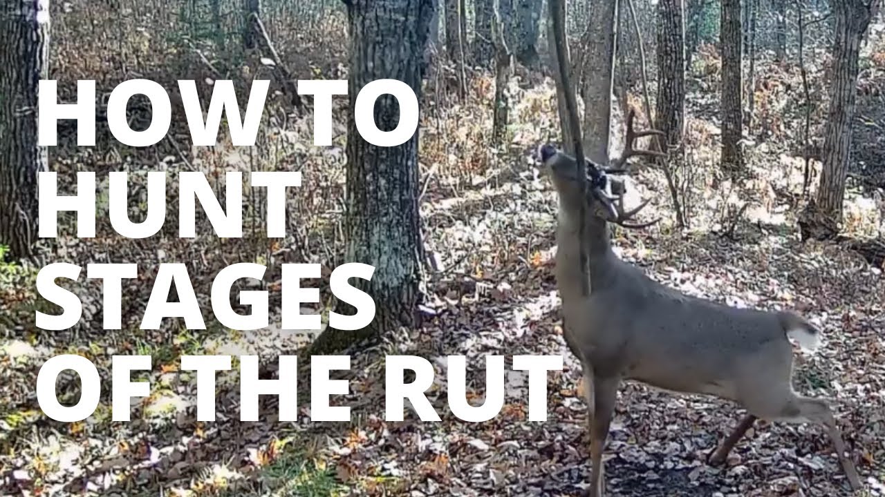 Understanding the Stages of the Rut - YouTube