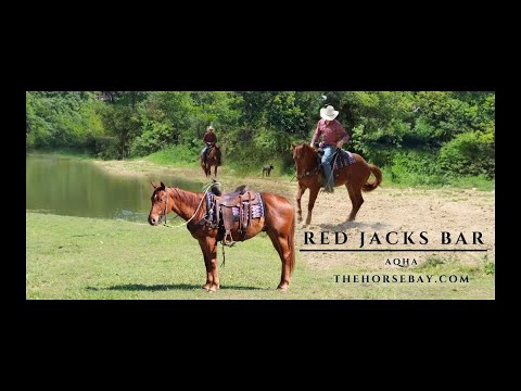 "Meet Red Jacks" Sorrel AQHA Gelding For Sale (Barrel/Cutting/Ranch ...