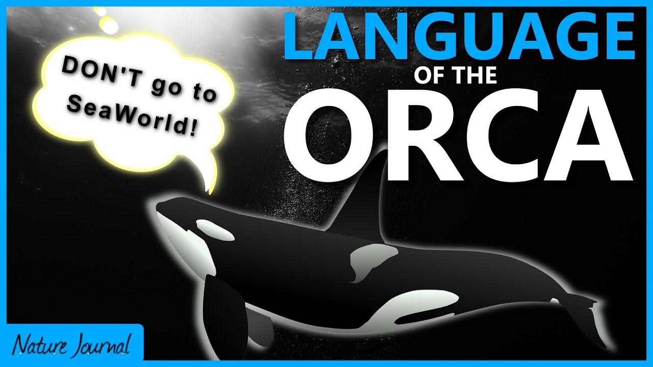 Language of the ORCA - How do killer whales communicate? - YouTube