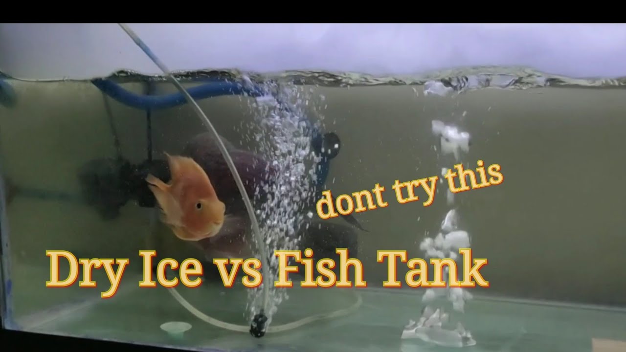 dont try this "Dry ice vs fish tank" ketika Aquarium Berasap - YouTube