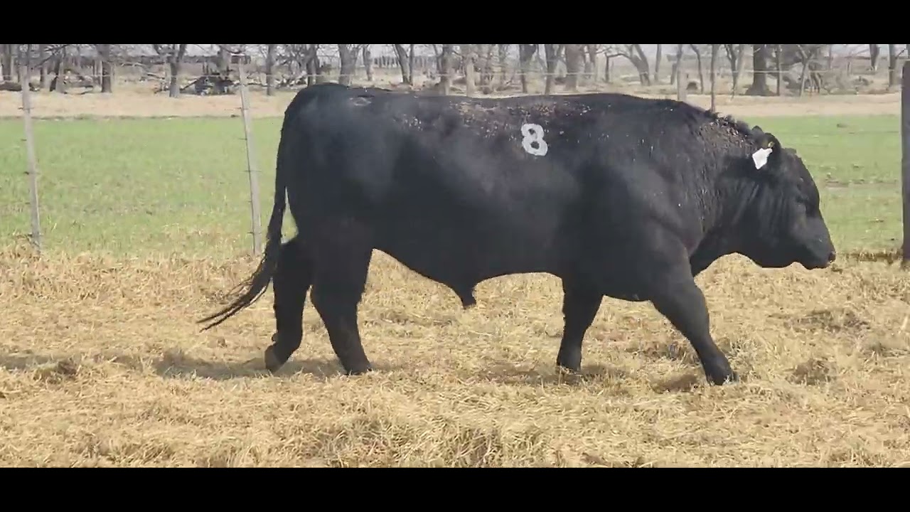 Toro N° 8 - YouTube