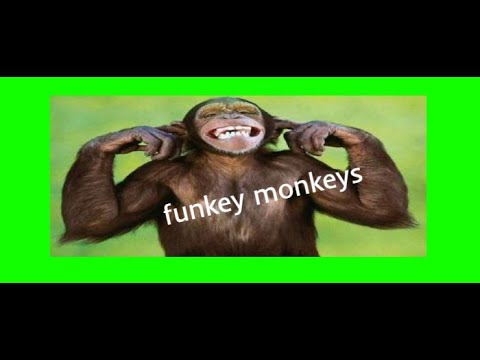 FUNKEY MONKEY! - YouTube