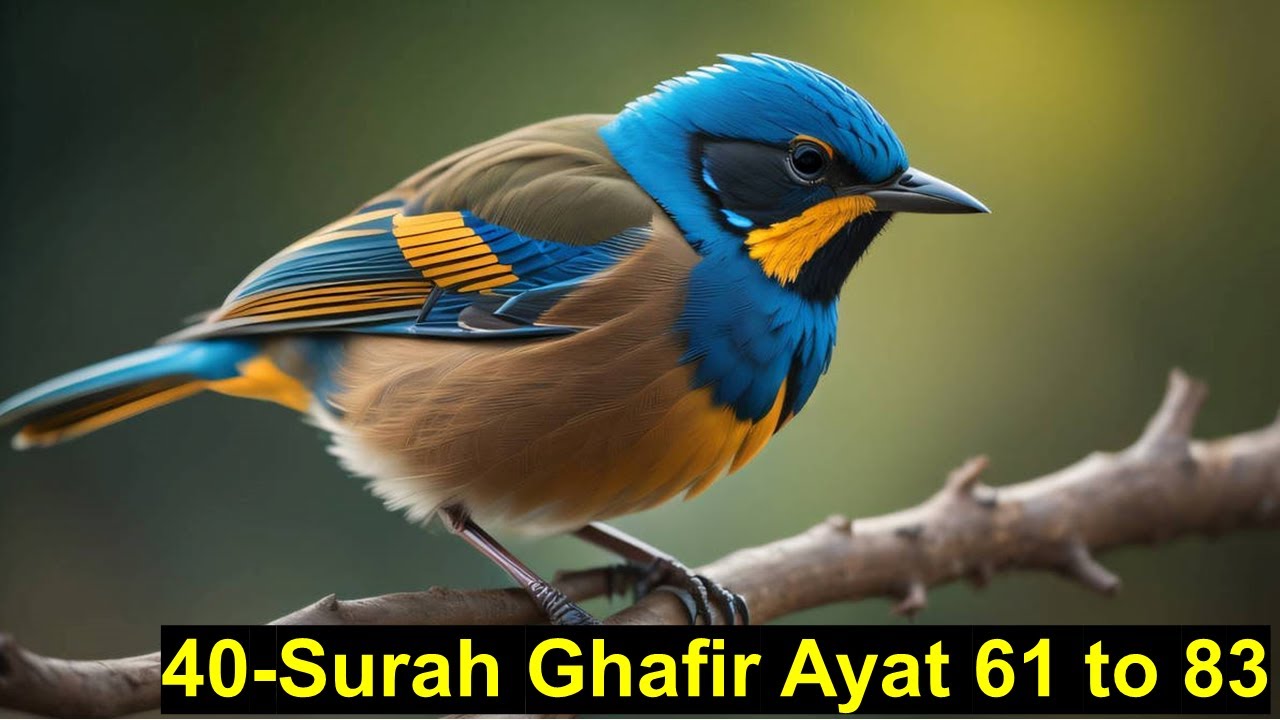 || Beautiful tilawat of surah Ghafir| surah 40 ghafir Ayat 61 to 83 ...