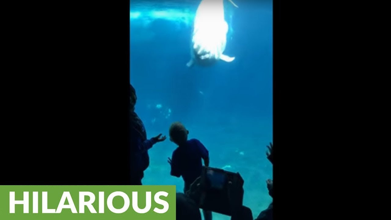 Beluga Whale scares child, causes him to fall over - YouTube