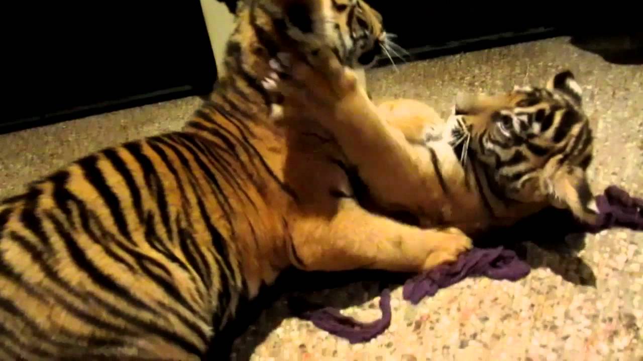 Tiger cubs in da house! - YouTube