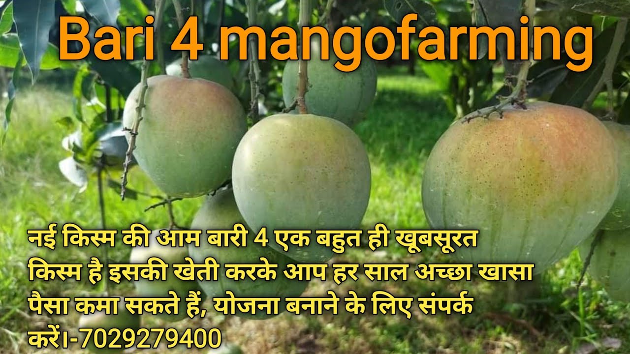 Bari 4 mango // Bari 4 Mango Late Variety // Know the taste of Bari-4 ...