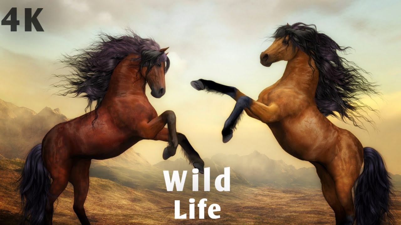 Brutal Stallion Mating Fight | 4K UHD planet earth / Animals Tooniverse ...