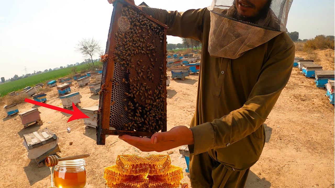 Honey Bee farming in Cholistan Desert | Bee Keeping and harvesting ...