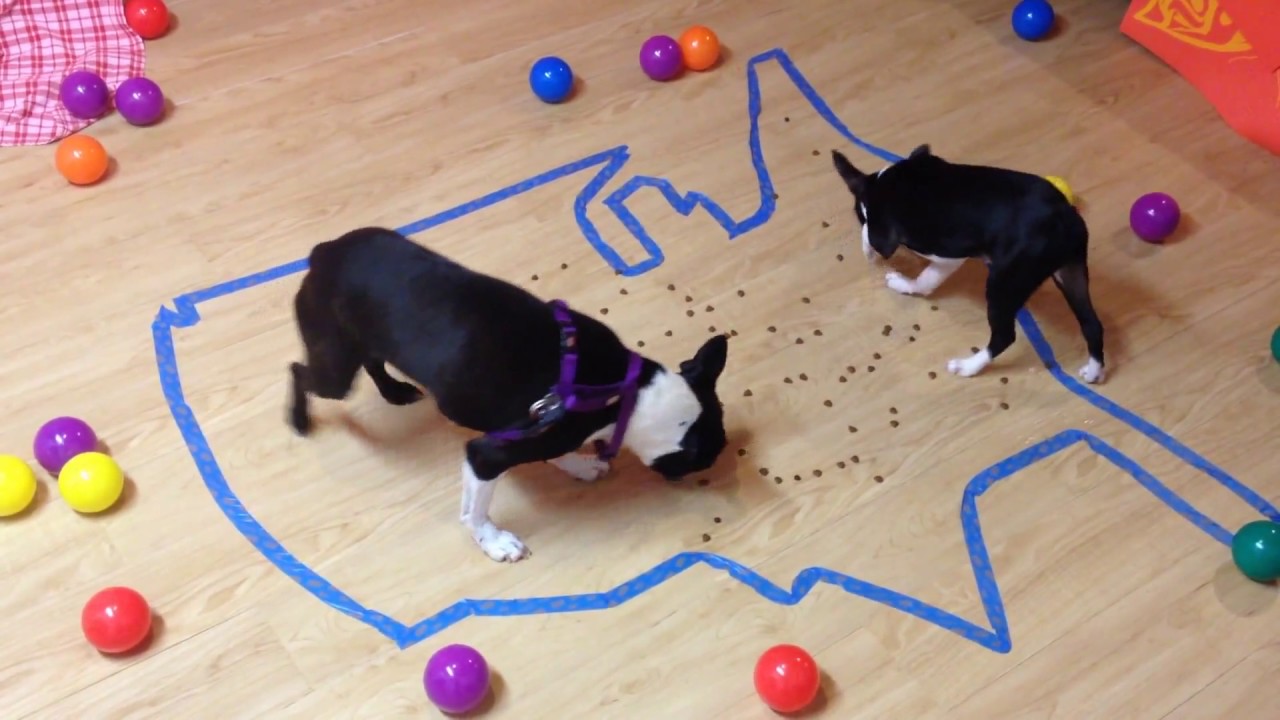 Dogs Eat Treats - USA Map Maze - YouTube