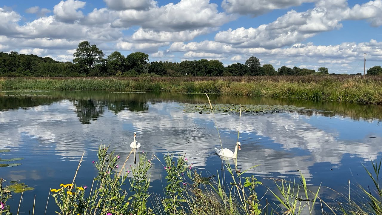 Carp hunting with the drone Carcroft lily pond 13th Aug 23 - YouTube