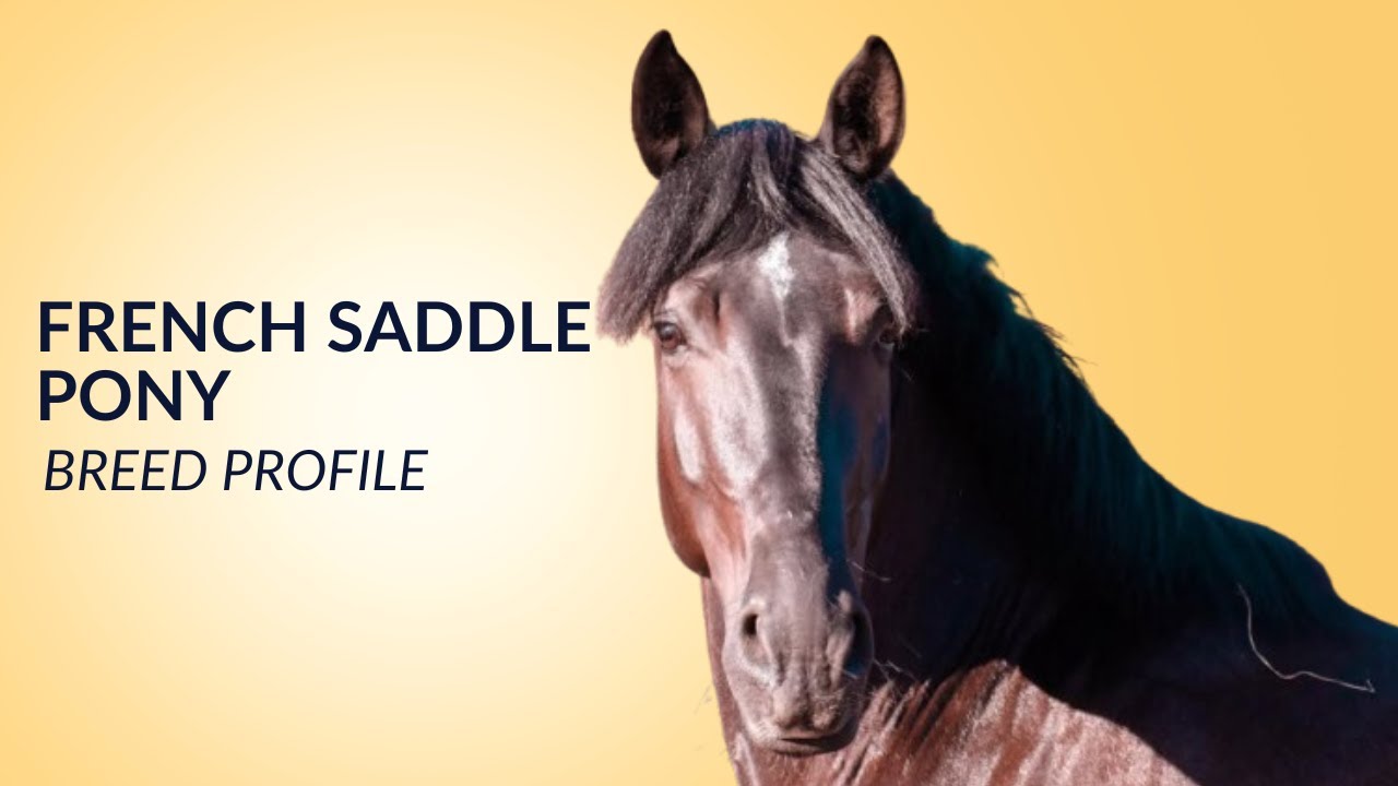 French Saddle Pony Horse Breed Profile History - Price ...