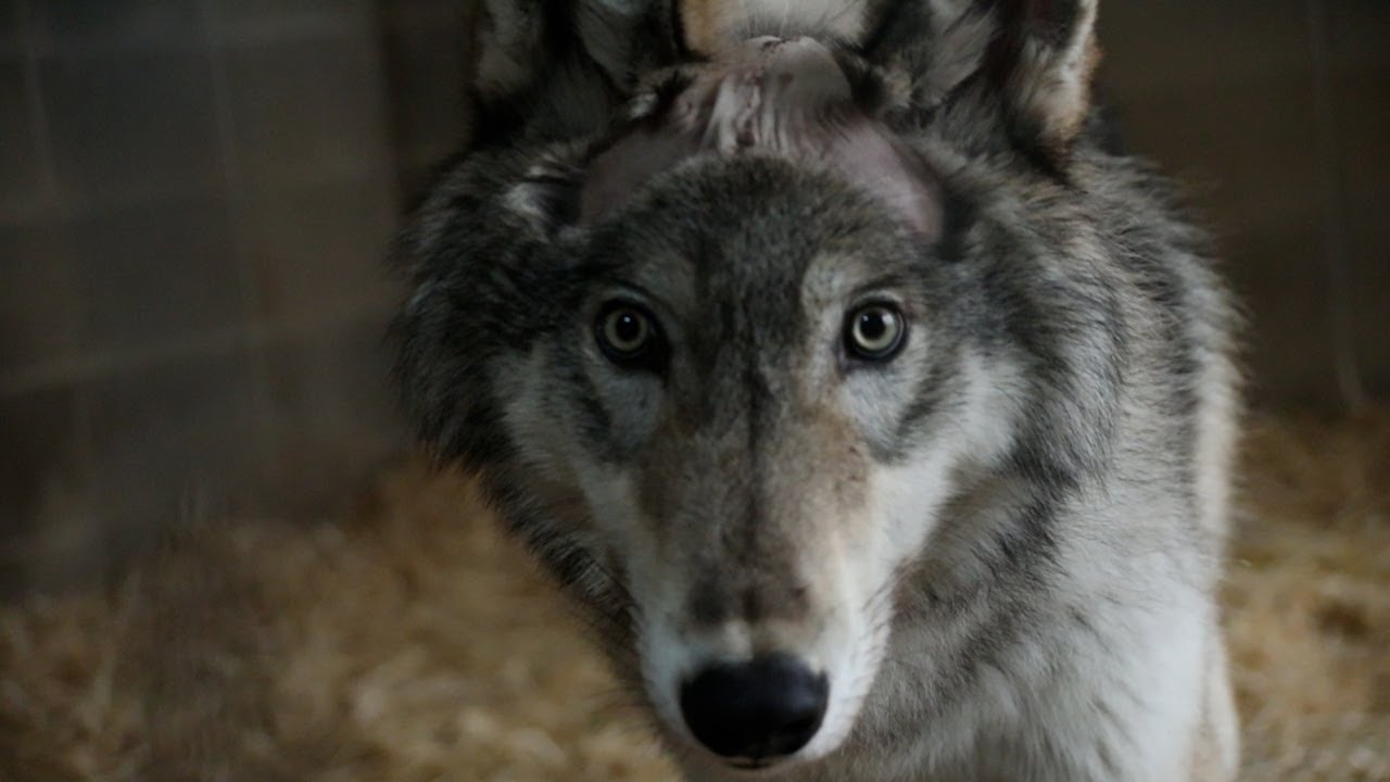 Simpson the wolf recovering from surgery - YouTube