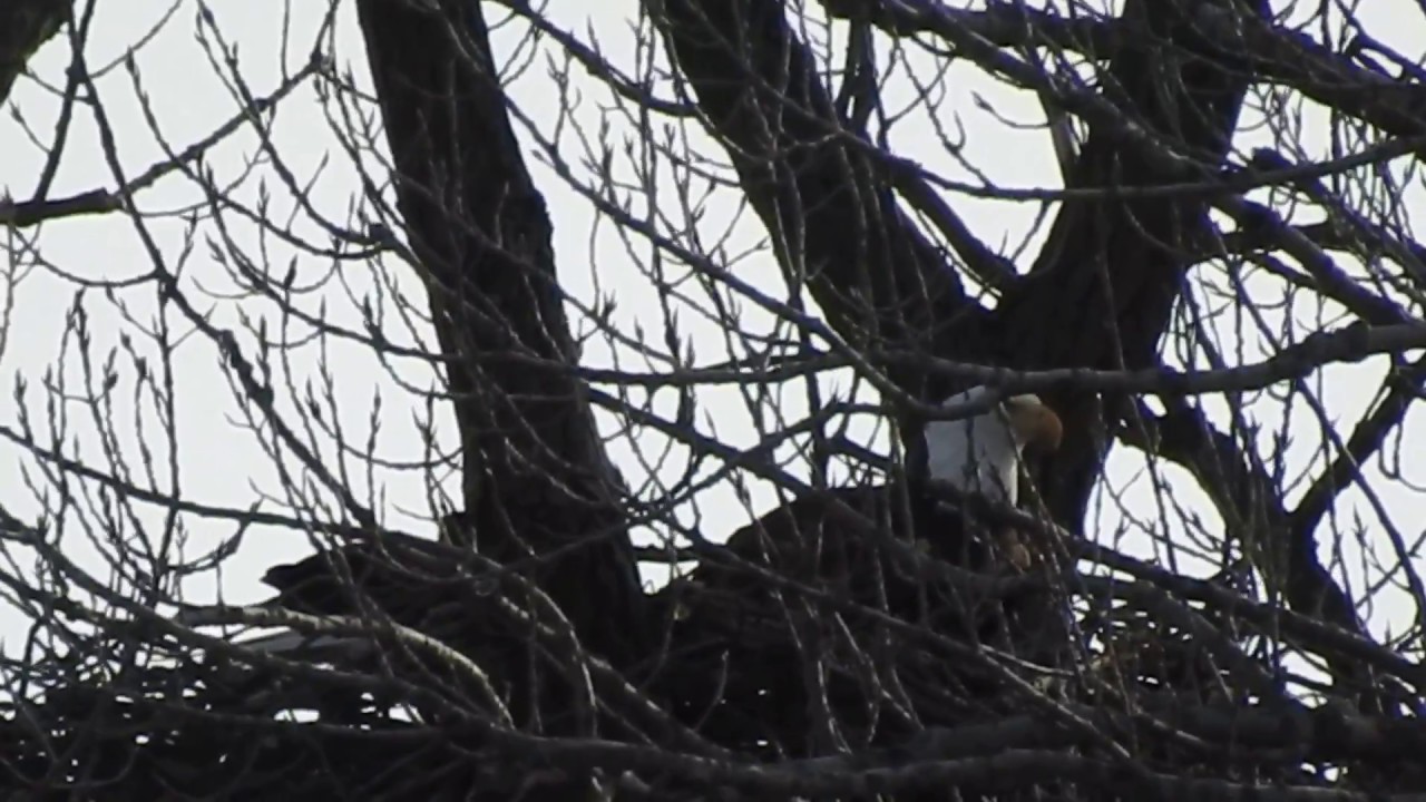 BALD EAGLES WORKING ON NEST OTTAWA ILLINOIS SUNDAY MORNING - YouTube