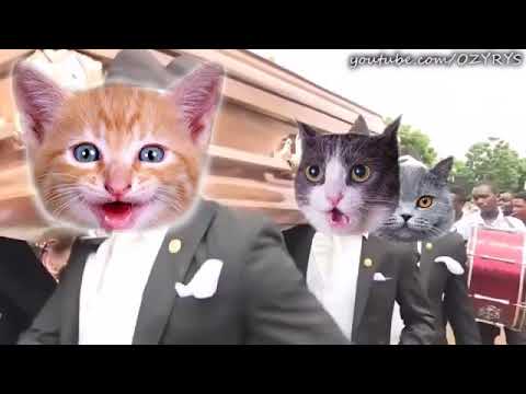 tabut dansı kedi versiyon