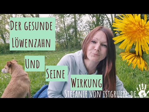 Löwenzahn erkennen, anwenden & verstehen – Wirkung, Verarbeitung ...