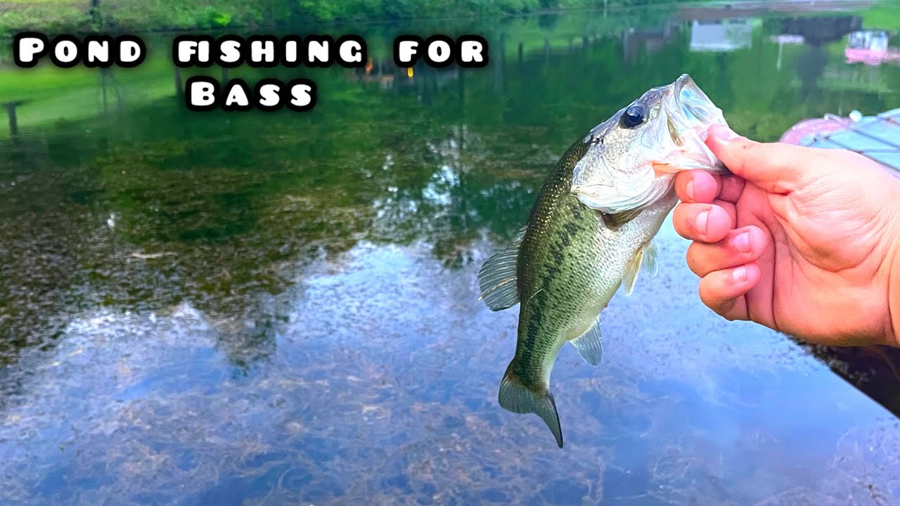 Pond fishing for bass - YouTube