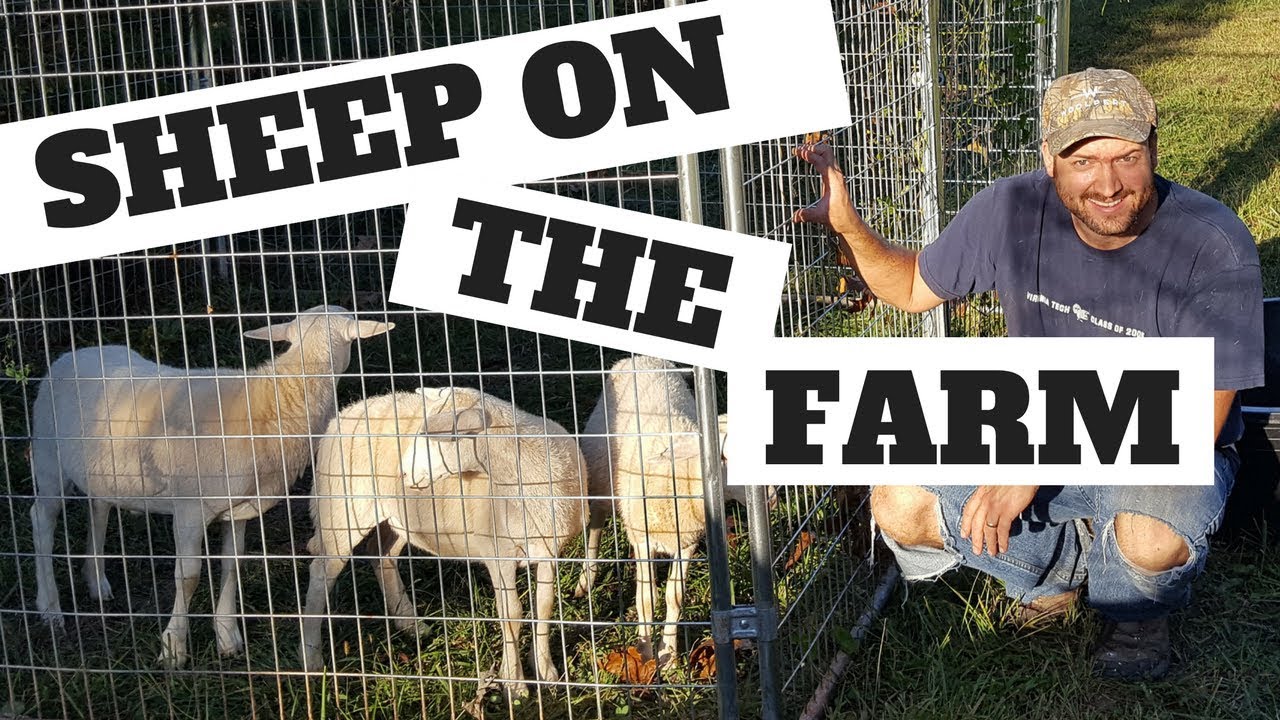 The Rich Family Farm Gets Sheep! - YouTube