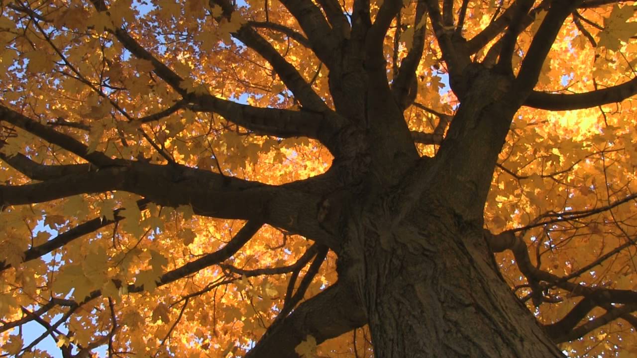 One Hundred Trees Part 4 - YouTube