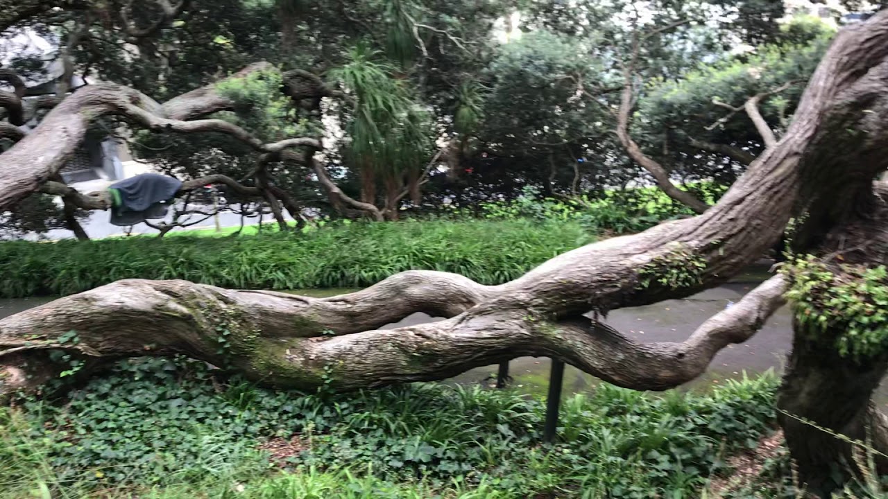 Crazy tree branches in New Zealand - YouTube