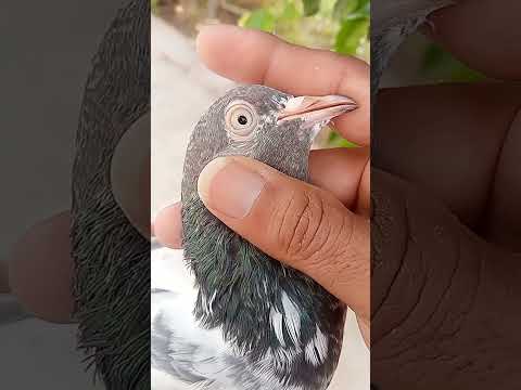 My home kabutar taddey #youtube video #trending #viral #taddey madi ...