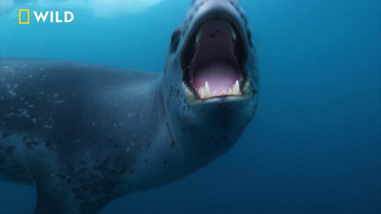 Leopard Seal Attack