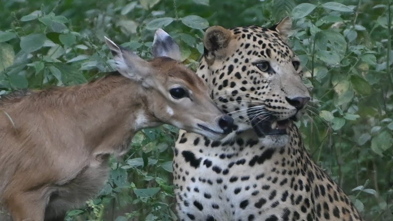 Leopard playing with baby deer in jhalana /leopard kill deer - YouTube