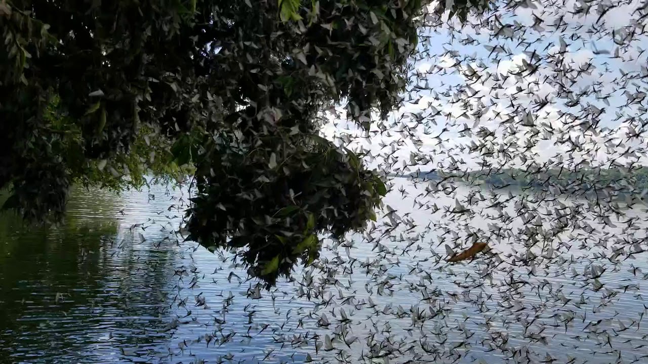 Attack of the mayflies - YouTube