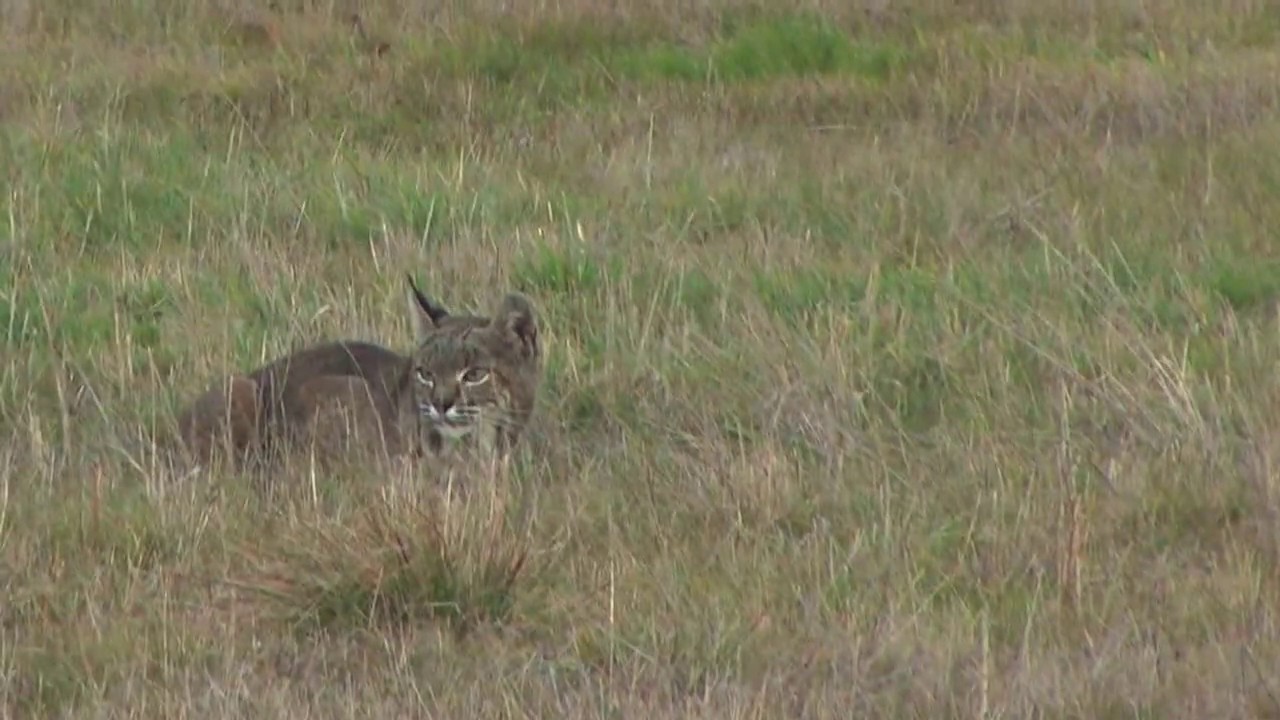 Half Moon Bay California Bobcat - YouTube