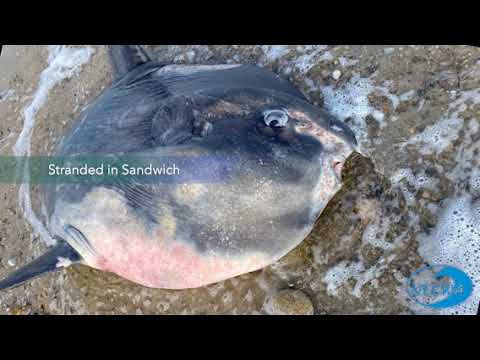 NECWA Ocean Sunfish Rescue 102520
