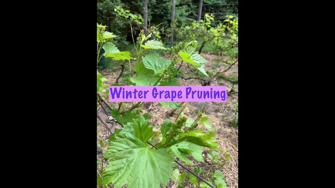 Winter grapevine pruning - YouTube