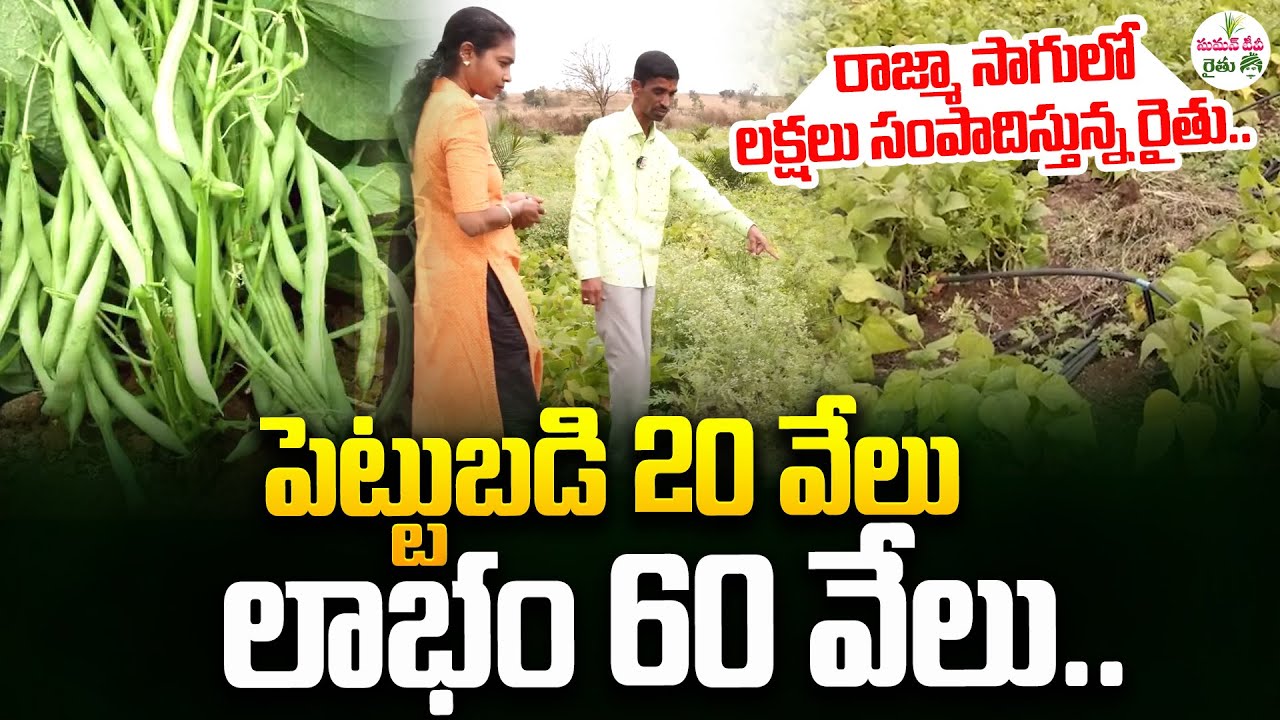 1 ఎకరాలో 60 వేల లాభం | Easy Way To Razma Farming | Farming Tips ...