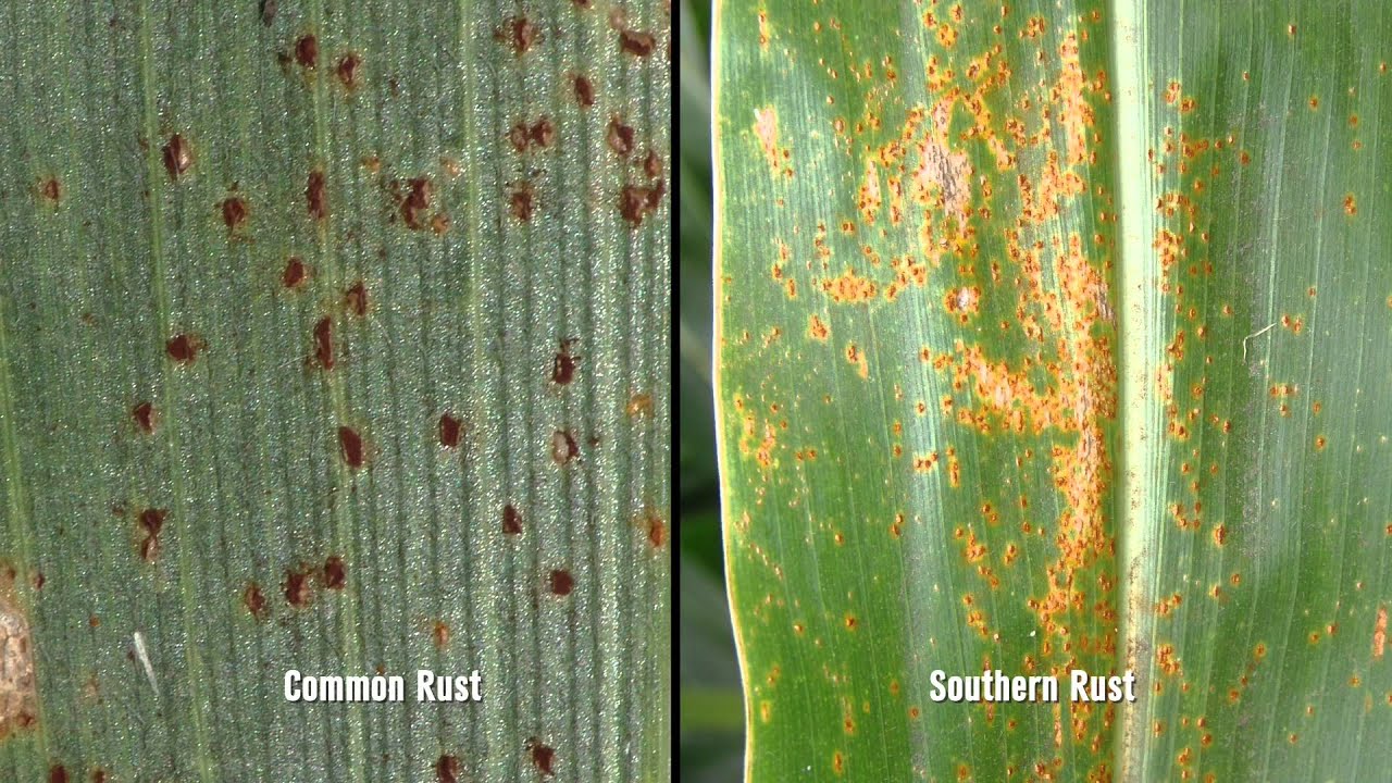 Southern Rust Spreading - Tamra Jackson-Ziems - July 31, 2015 - YouTube