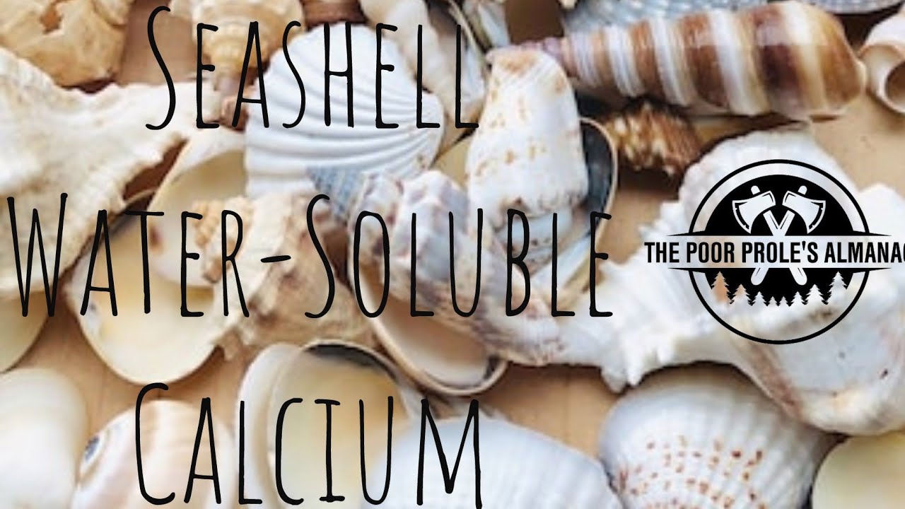 How-to: Seashell Water-Soluble Calcium - YouTube