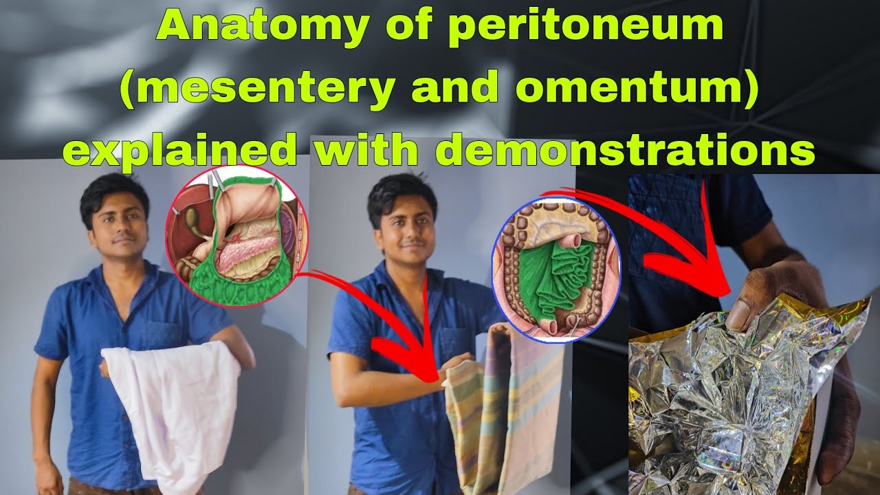 Anatomy of peritoneum|| Greater and lesser omentum. - YouTube