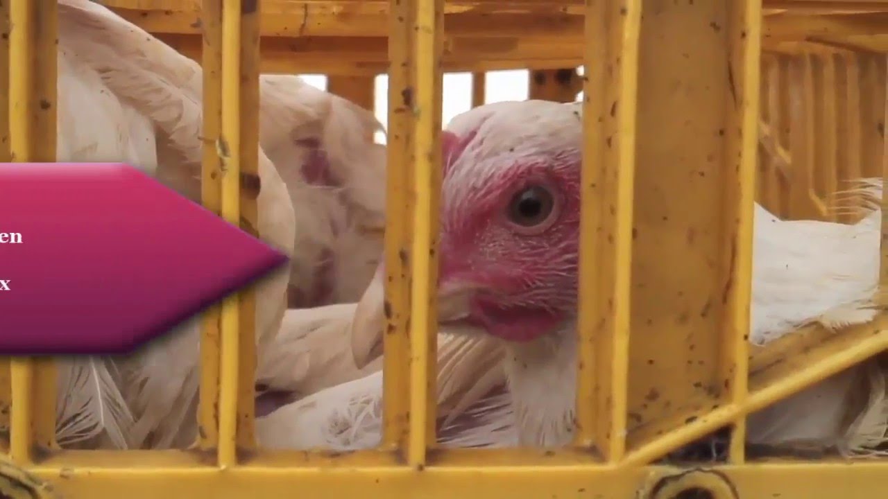 Chicken Slaughter || BE A CHICKEN || PETA || D Voicebox - YouTube