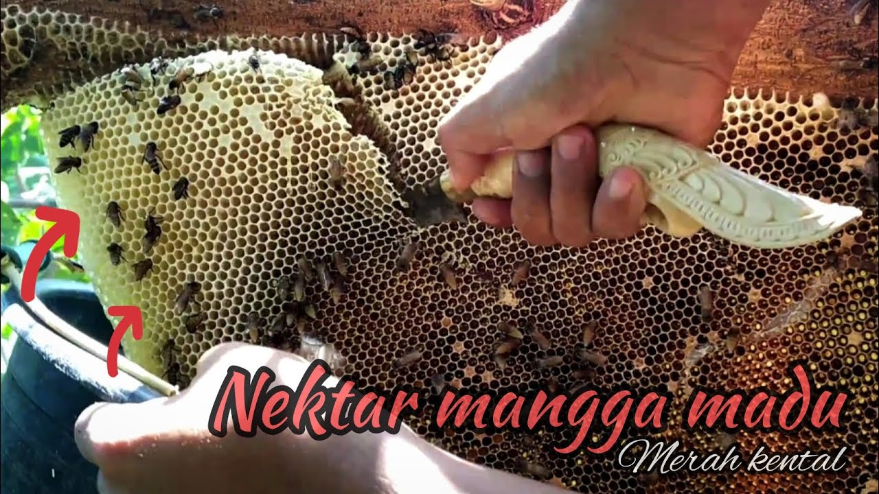 Madu merah kental di pohon mangga - YouTube