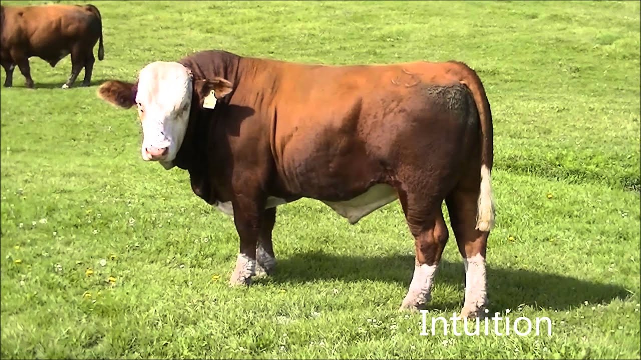 Anchor D Ranch Simmentals Herd Sire Double Bar D Intuition 330Y - YouTube