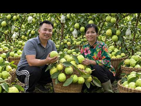Ormanda yaşamak, köy pazarında satmak üzere dev guavalar toplamak, guava ile yemek yapmak.