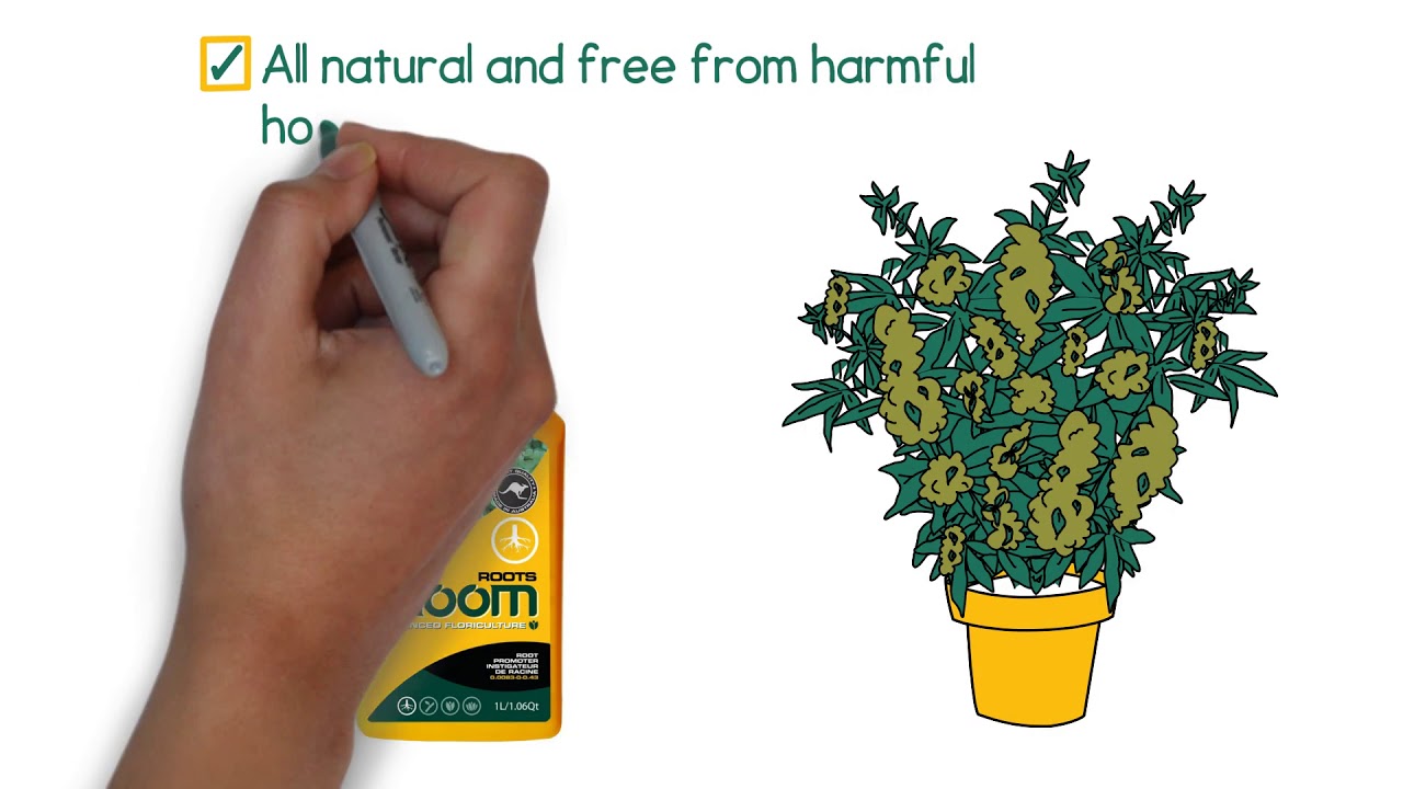 Bloom Roots - Product Video - YouTube