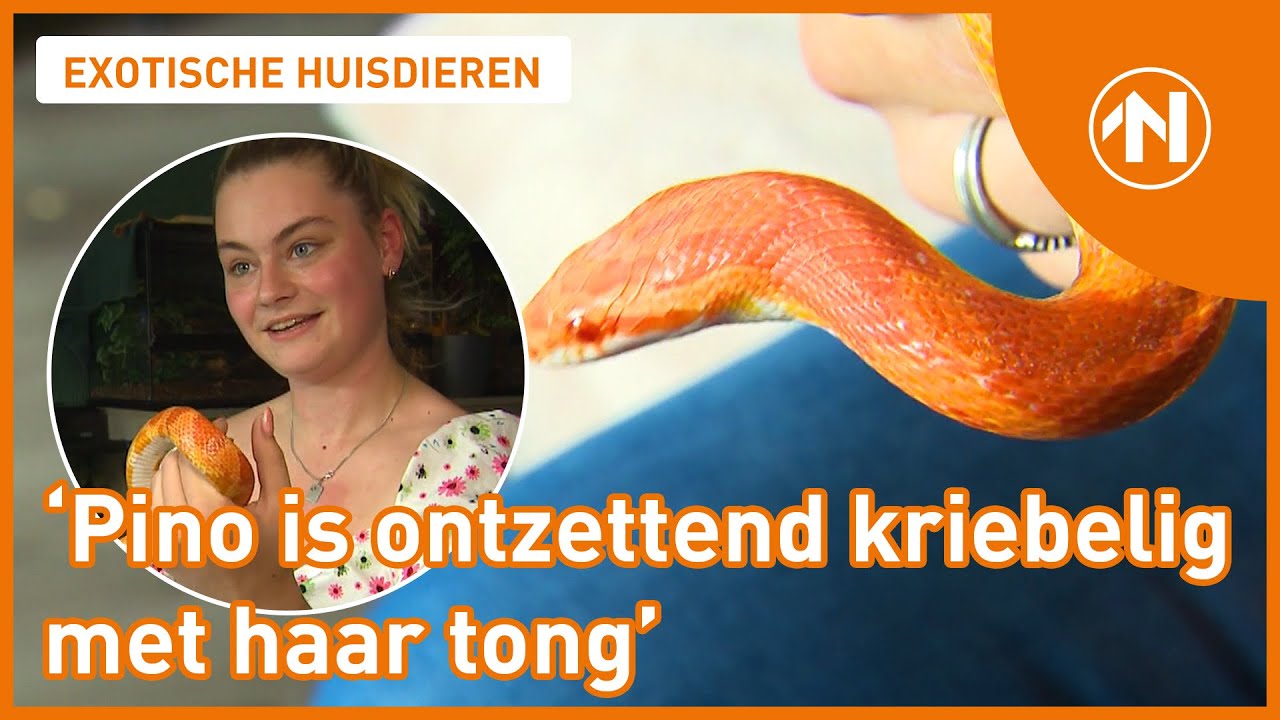 Exotische huisdieren: Pino de rattenslang van Esther en Ricardo - YouTube